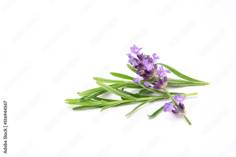 Lavender sprig flowering isolated on white background. Aromatic ...