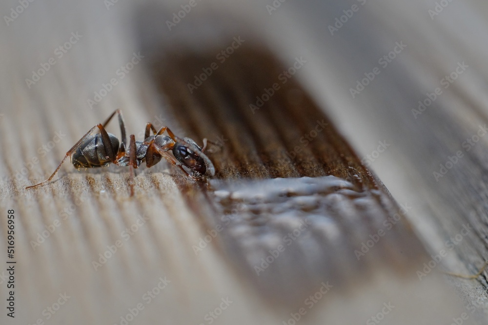 ant drinking Stock Photo | Adobe Stock