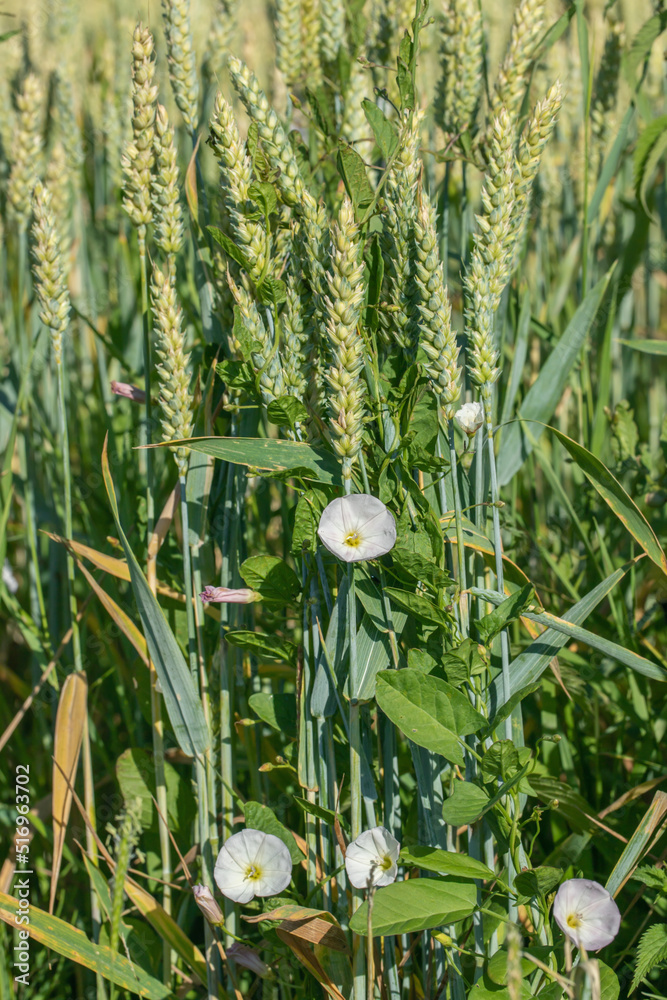 Field bindweed (Convolvulus arvensis) as unwanted weed in a wheat field ...