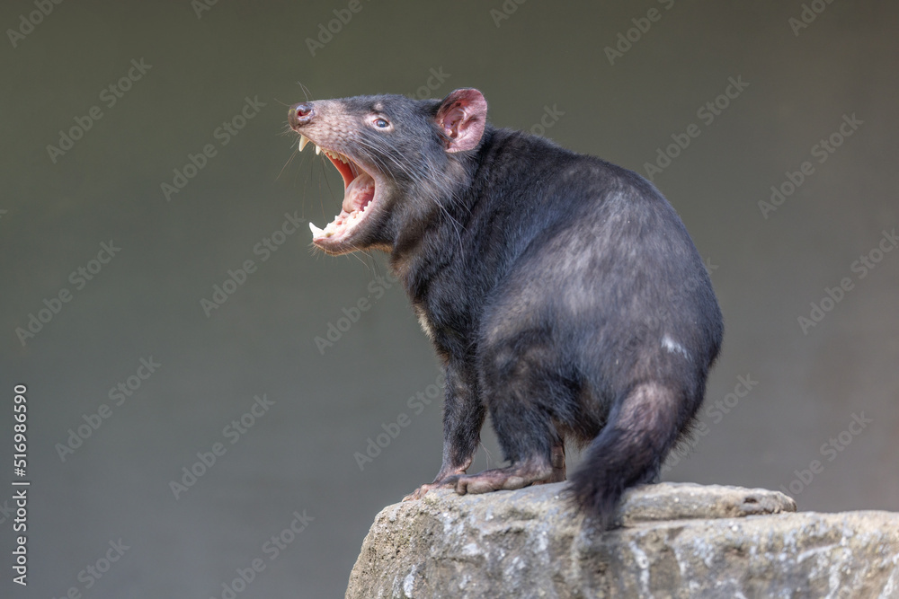 Tasmanian Devil (Sarcophilus harrisii) seen in profile, with mouth wide ...