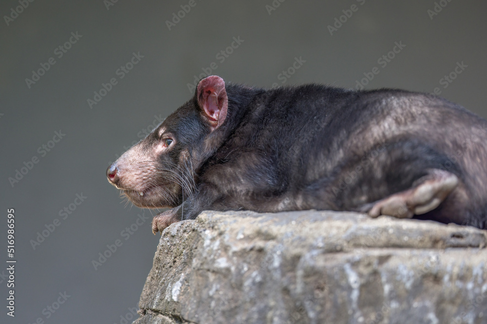 Tasmanian Devil Facts Australian Marsupials Endangered