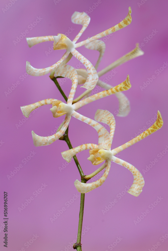 Scorpion orchid flower arrangement in full bloom on a black background ...