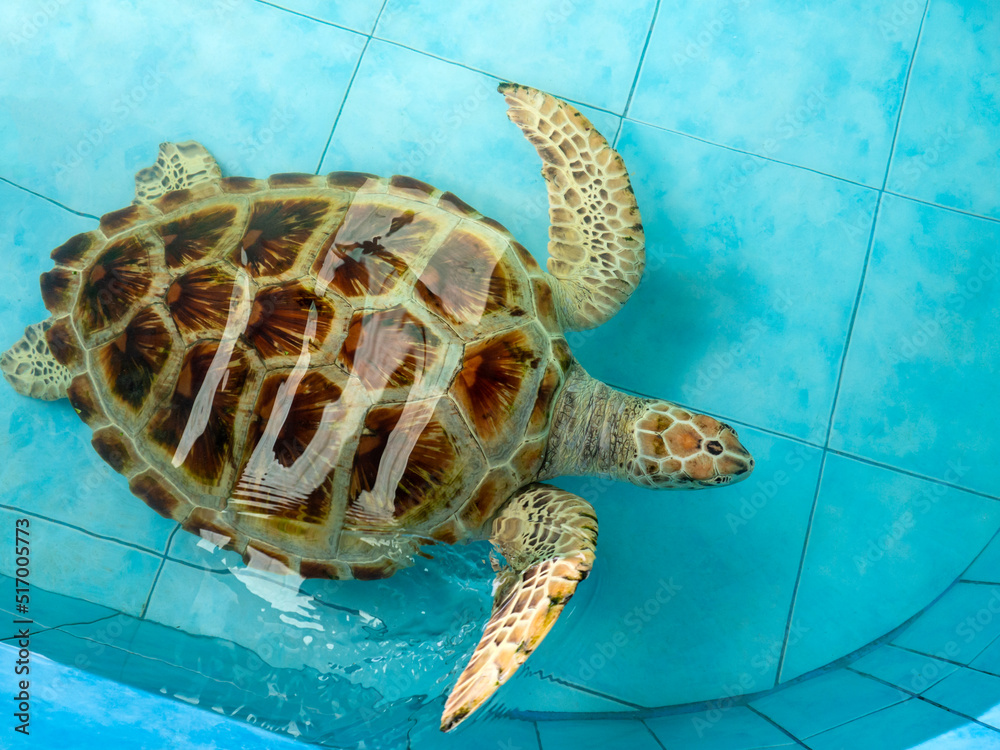 green sea turtle in nursery. Turtle nursery. Breeding sea turtles ...