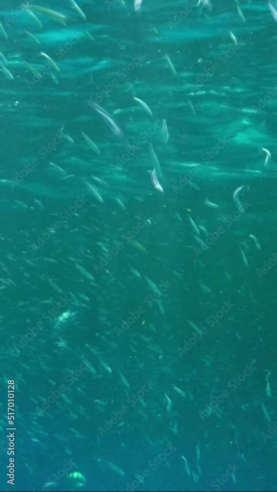VERTICAL VIDEO: School of small fishes feeds in the surface water rich ...