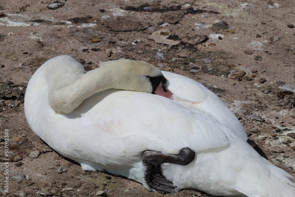 A closeup of a white swan laying down at the side of the lake. The bird ...
