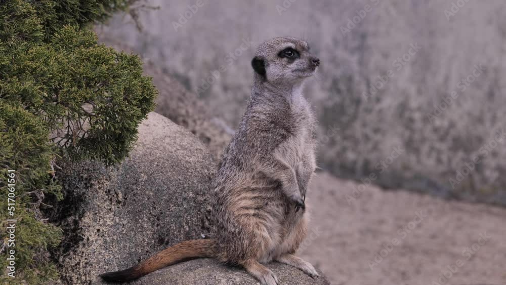 Wideo Stock: The meerkat (Suricata suricatta) are one of the most ...
