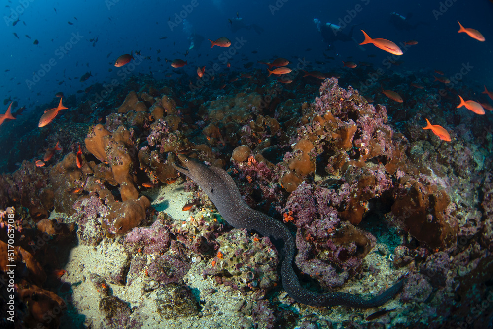 Gymnothorax dovii hiding on the bottom.Finespotted moray during the ...