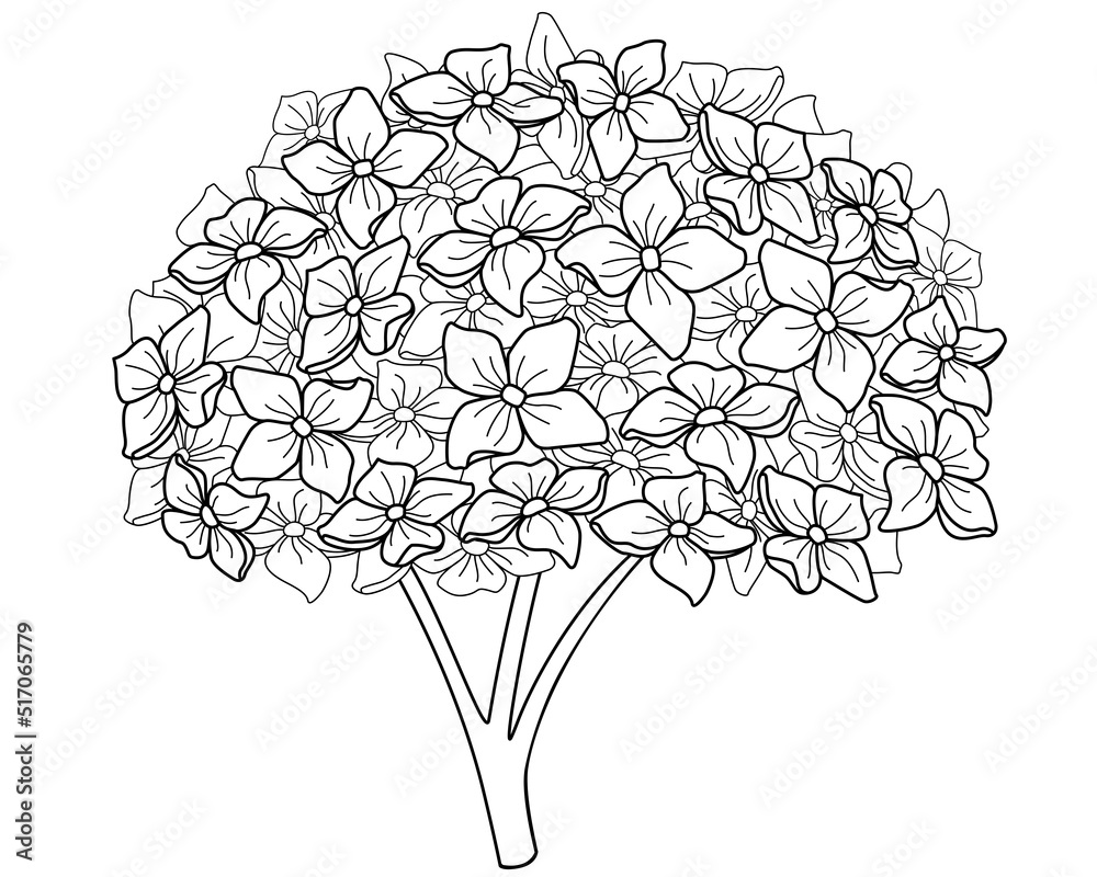 Hydrangea. Hydrangea inflorescence, garden plant - vector line art ...