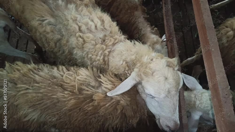 Goat or sheep are four-legged ruminants with thick hair that are kept ...