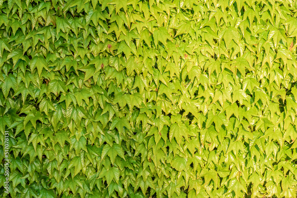 Foto de Bright green dense foliage has grown to the entire wall ...