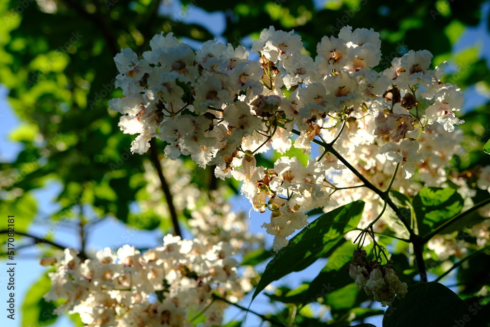 Flowers Catalpa bigon-like, Native American bean tree, Catalpa vulgaris ...