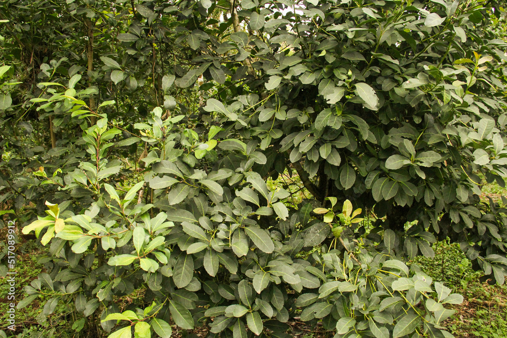 Foto de Yerba mate production in southern Brazil (erva-mate de ...