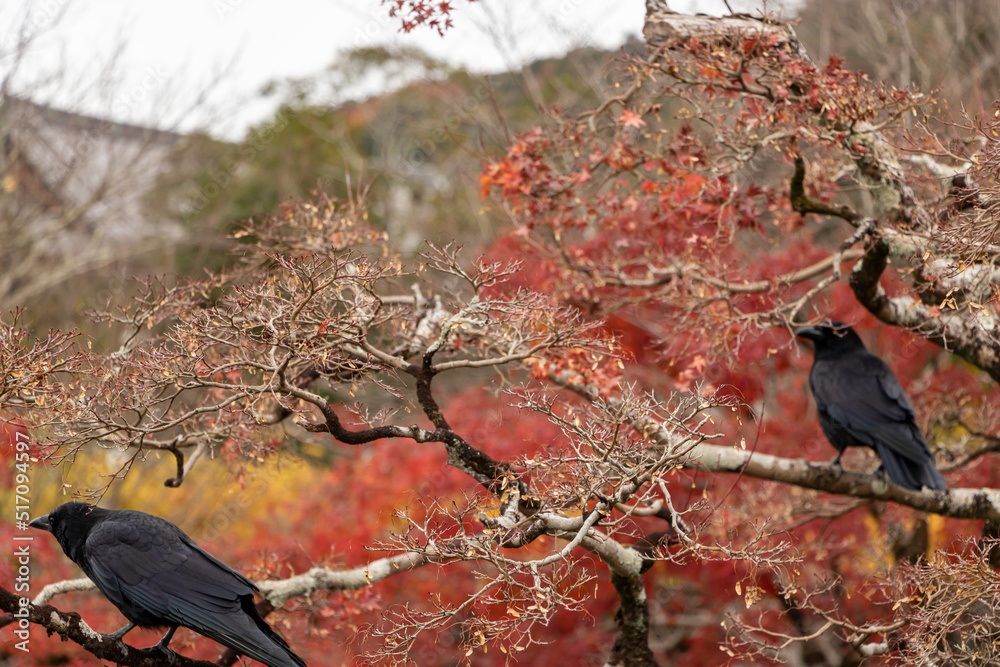 Autumn in Japan, Red Maples and Crows in Tree, Kyoto Gion Shrine Stock ...