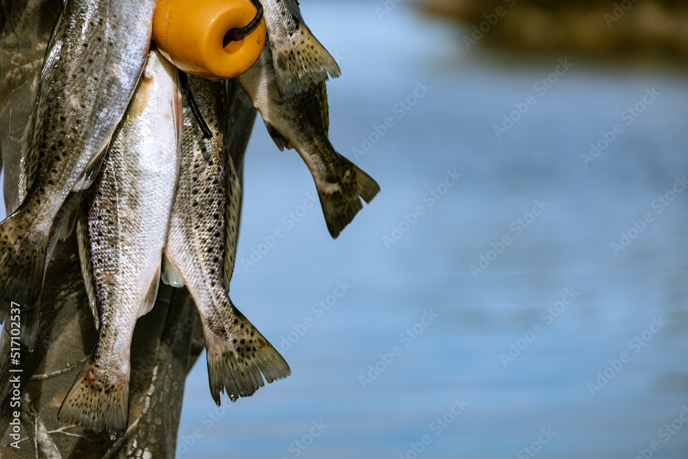 Fish Stringer by water at dock speckled sea trout Stock Photo | Adobe Stock