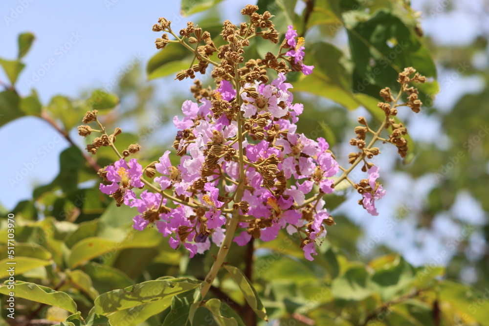 Lagerstroemia speciosa (giant crepe - myrtle, Queen's crepe - myrtle ...