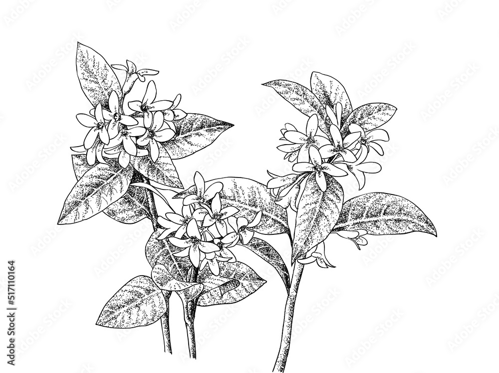 hand drawn osmanthus fragrans Stock Illustration | Adobe Stock
