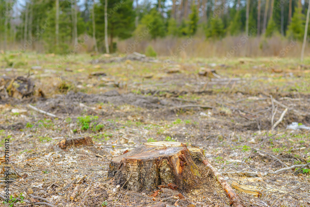 Deforestation, forest clearing,tree stumps and felled forest ...