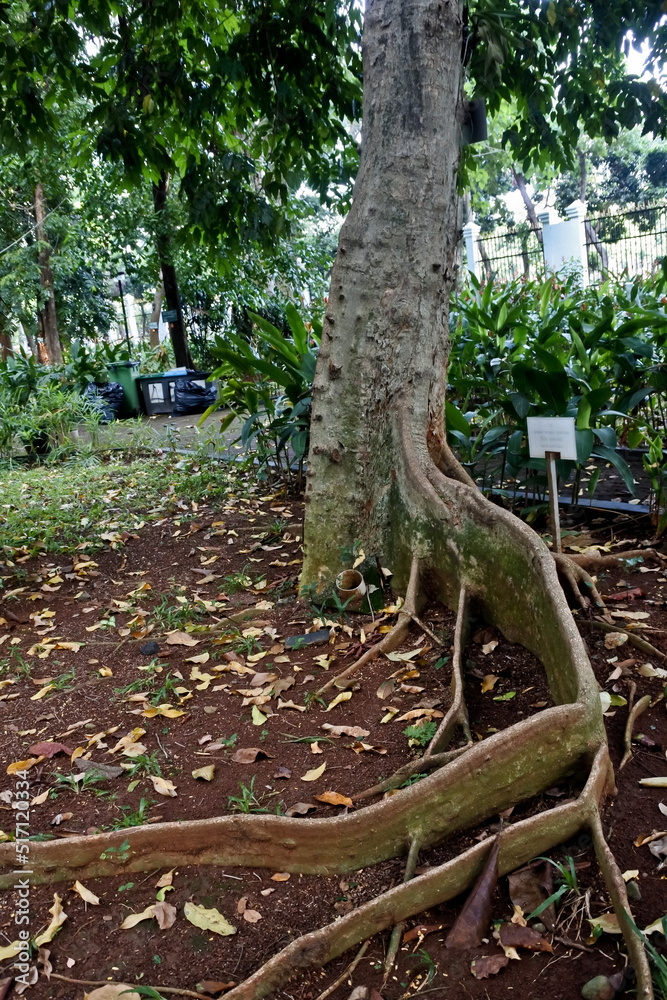 Collection of rare Indonesian tropical forest plants in the arboretum ...