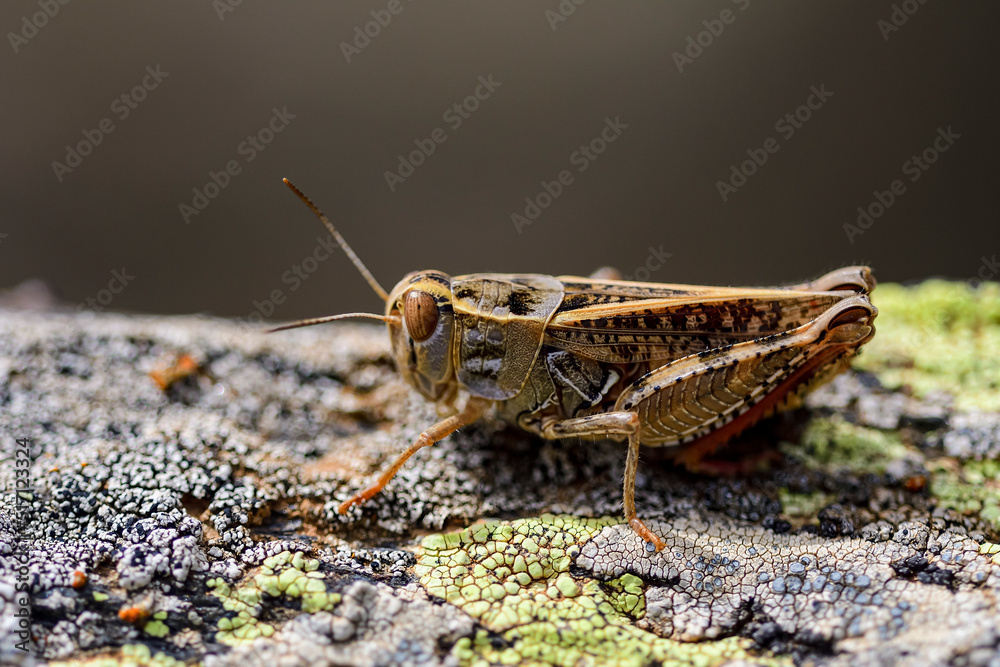 Calliptamus barbarus is an insect of the genus Calliptamus, in the ...