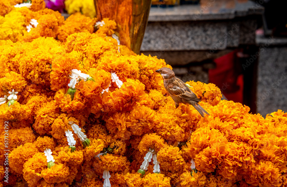 A bird on marigold garlands at the Erawan Buddhist Shrine in Bangkok ...
