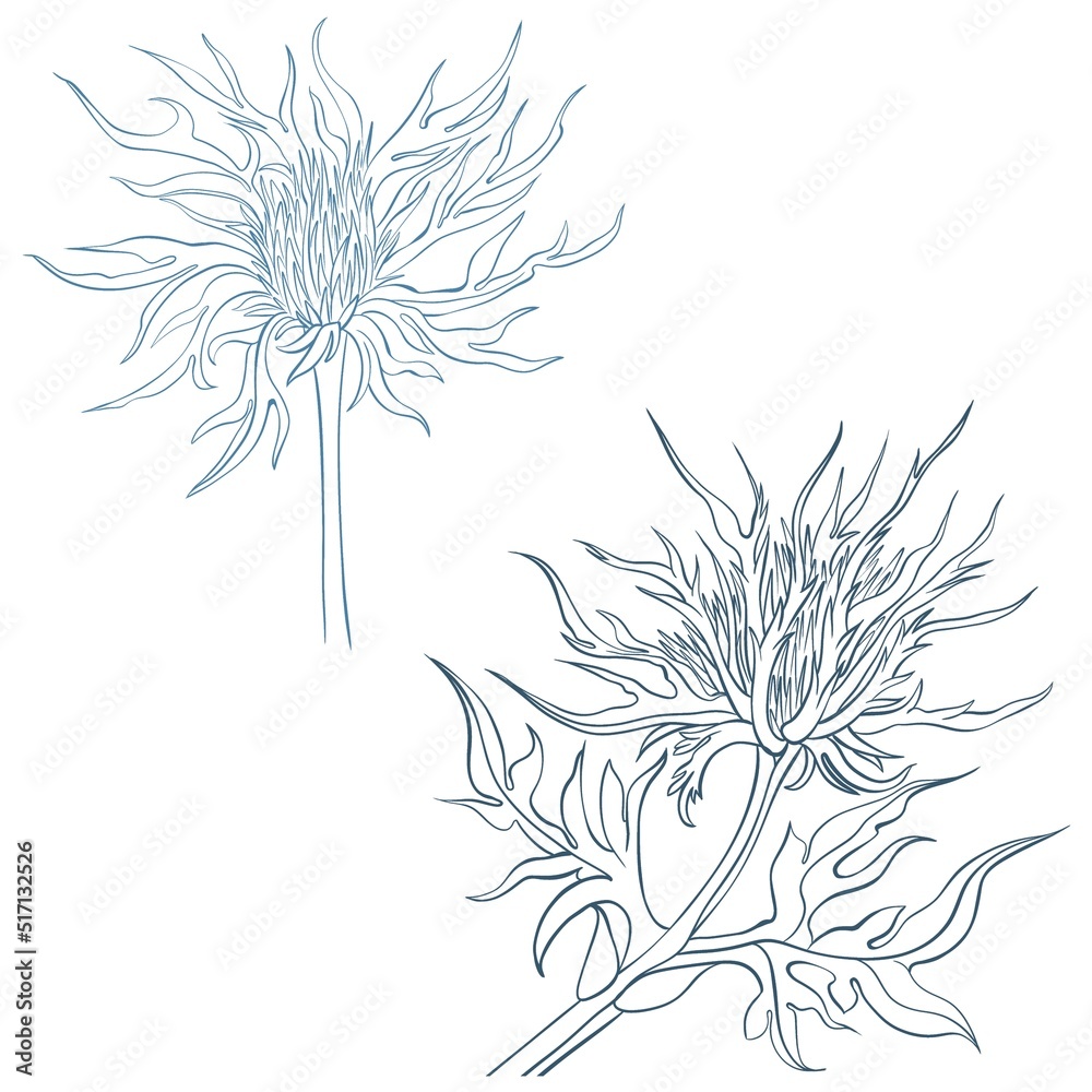 abstract floral background. Lineart. Botanical illustration of eryngium ...
