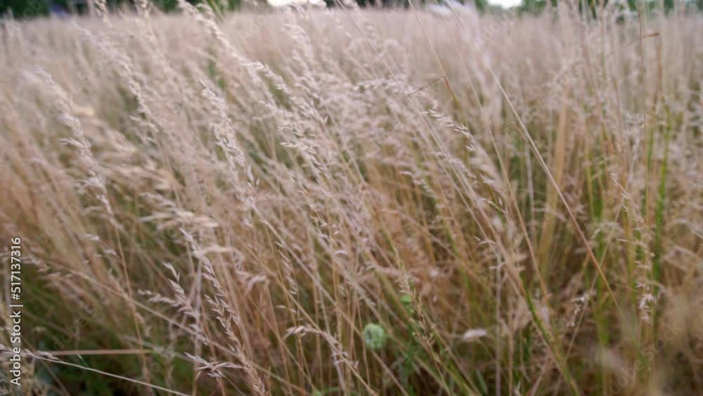 Dry long wild uncultivated grass in field at summer afternoon light ...