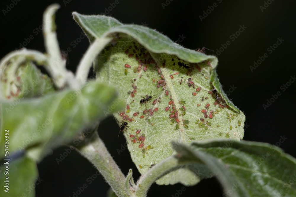 Aphids on young leaves of an apple tree. Aphids on an apple tree. Pests ...