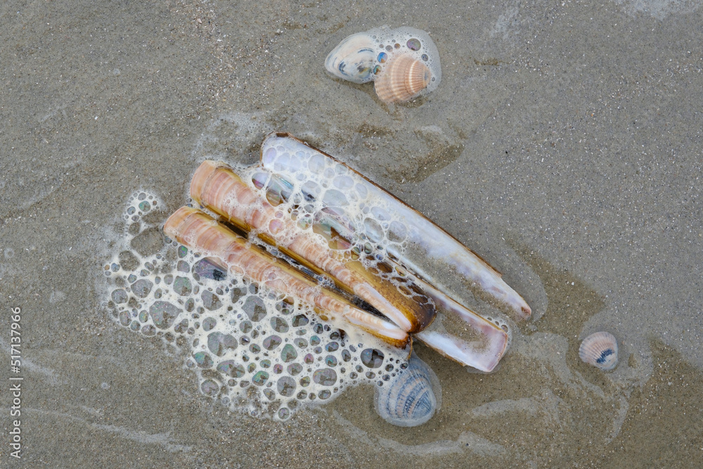 Schwertförmige Scheidenmuschel (Ensis ensis) an der Nordseeküste, Juist ...