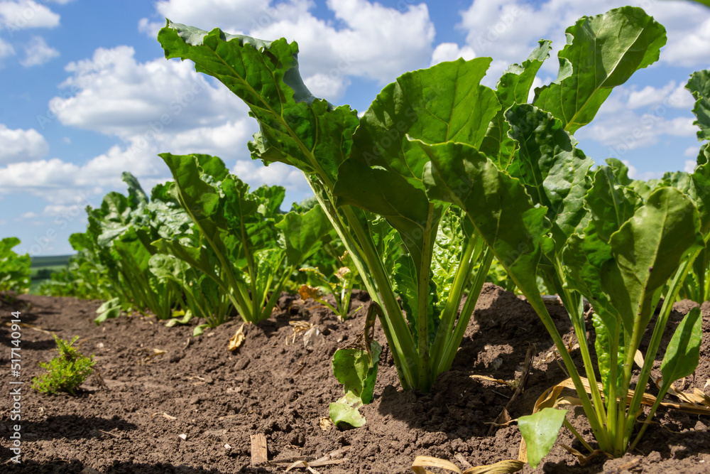 Agricultural scenery of of sweet sugar beet field. Sugar beets are ...