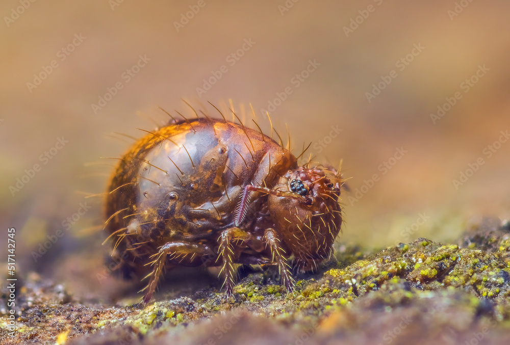 Globular springtail Dicyrtomina ornata or fusca in very close view ...