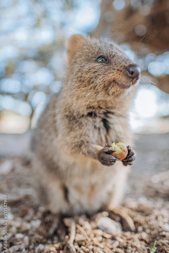 Cute Australian Quokka in Rottnest Island Perth Stock Photo | Adobe Stock