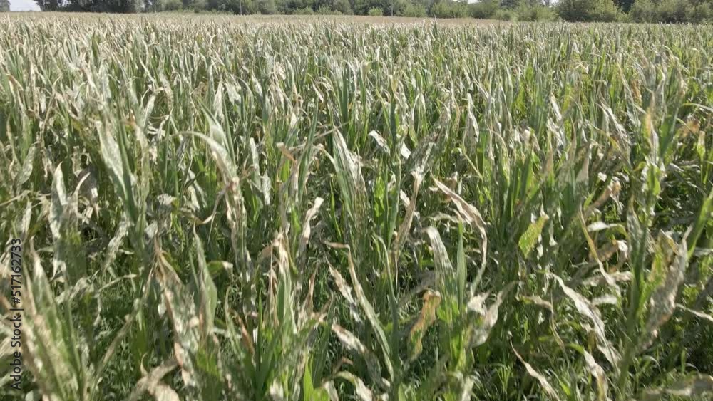 Close up aerial view corn plants wilting after wrong applying herbicide ...