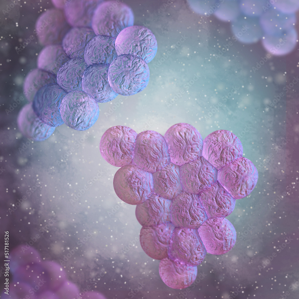 Medical background, staphylococcus bacteria gram-positive aerobic ...