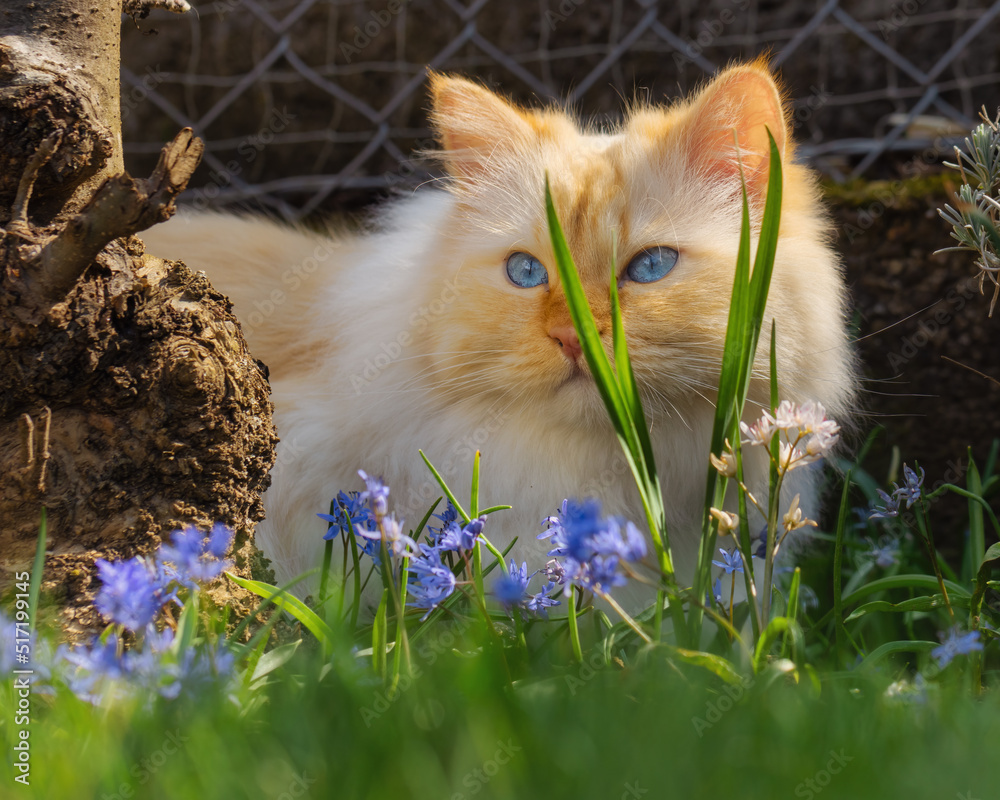 Cute Birman cat with blue eyes lying behind blue spring flowers Stock ...
