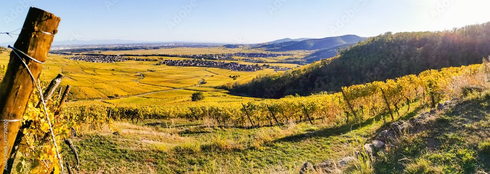 Point de vue typique sur le vignoble alsacien depuis les collines sous ...