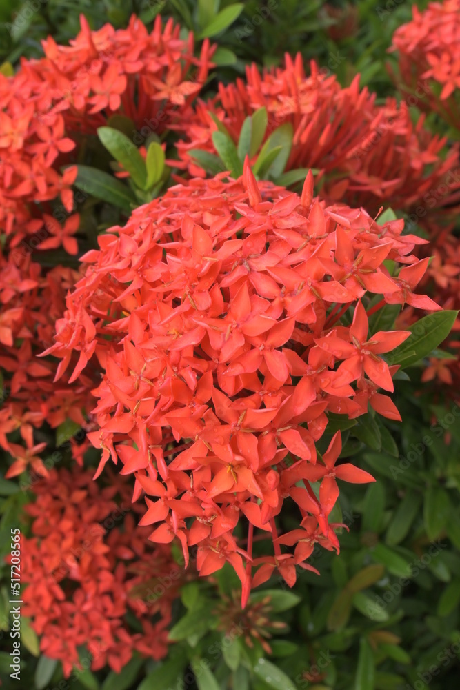 Saraca asoca (ashoka) is a plant belonging to the Detarioideae ...
