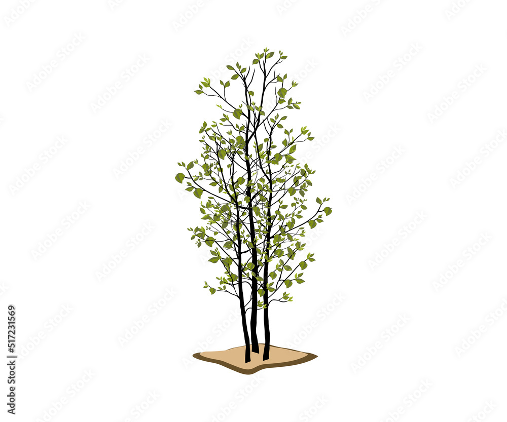 tree vector illustrations, tree with slender branches Stock Vector ...