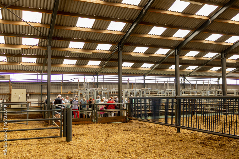 Interior of a camel milk and breeding farm of domesticated Camelus ...