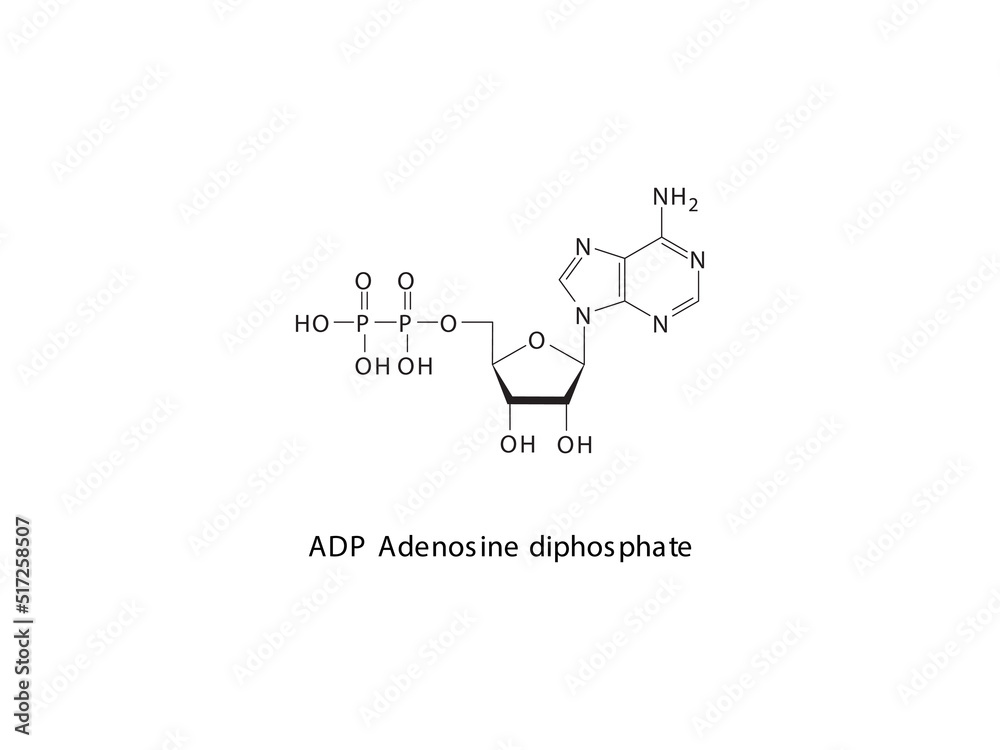 ADP Adenosine diphosphate Nucleoside molecular structure on white background. DNA and RNA ...
