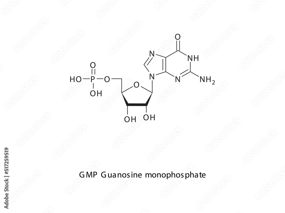 GMP Guanosine monophosphate Nucleotide molecular structure on white ...