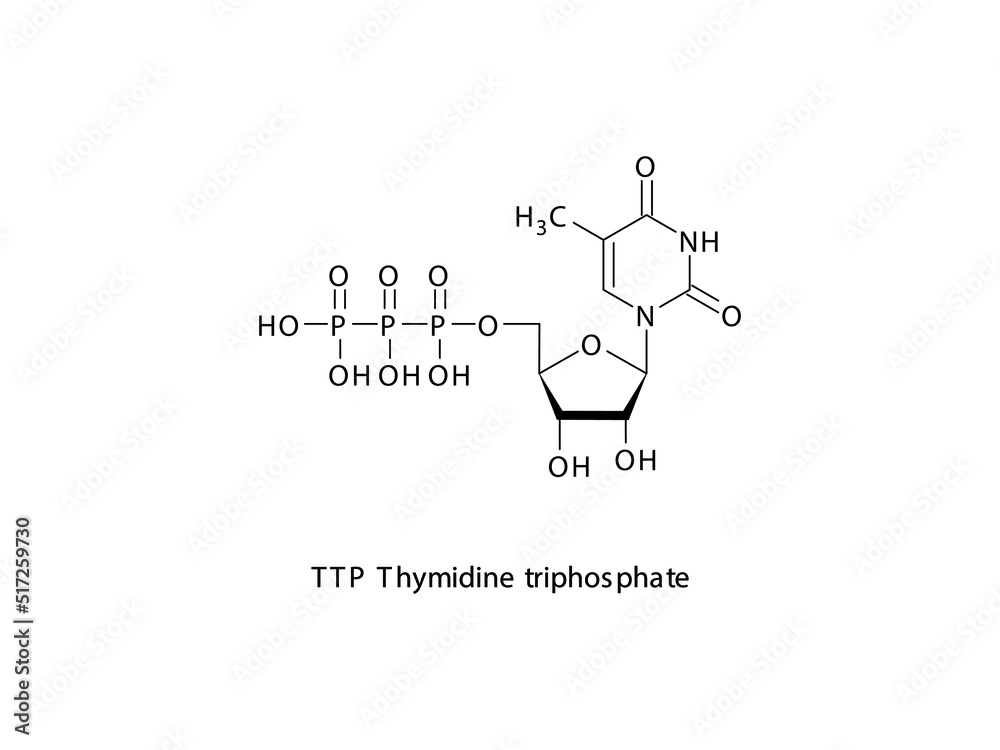 TTP Thymidine triphosphate Nucleoside molecular structure on white ...
