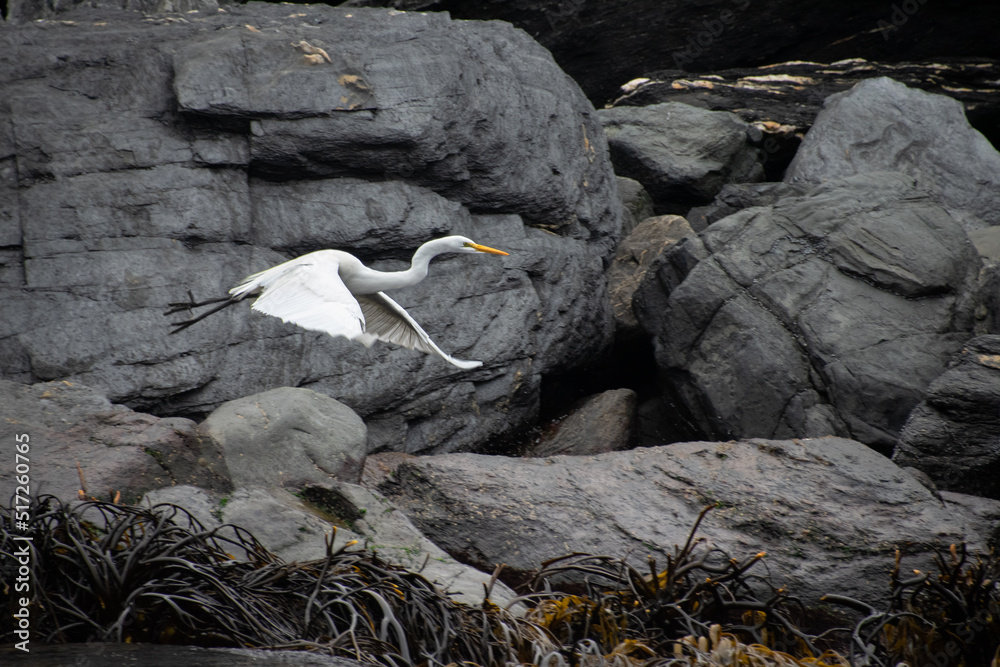 Ave garza volando sobre ambiente de rocas y acantilados Stock Photo ...