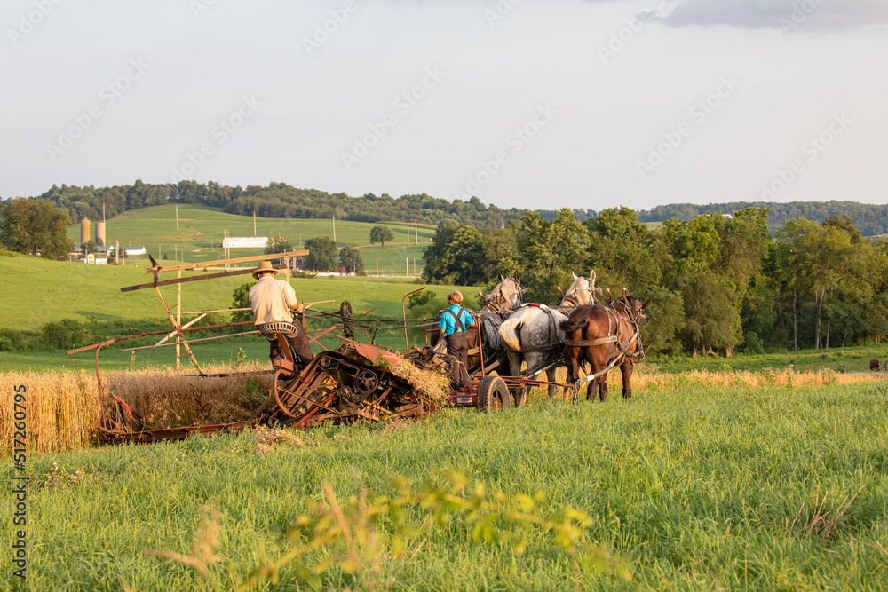 Amish man with his son harvesting wheat on the farm with their team of ...