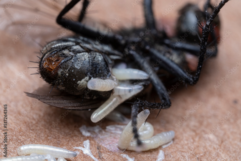 fly larvae, maggots, close-up macro photo of a dead fly, larvae crawl ...