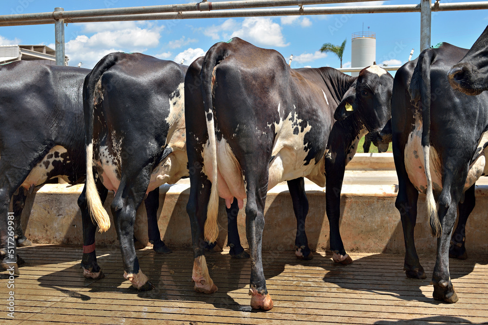 Vacas leiteiras no cocho Stock Photo | Adobe Stock