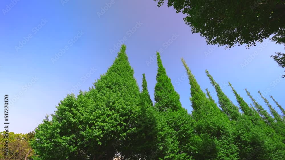 Rows of growing fresh green Gingko trees stand along Jingu Gaien Gingko ...