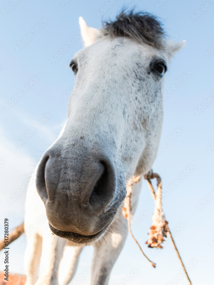 Rostro de caballo en primer plano con montura puesta color blanco con ...