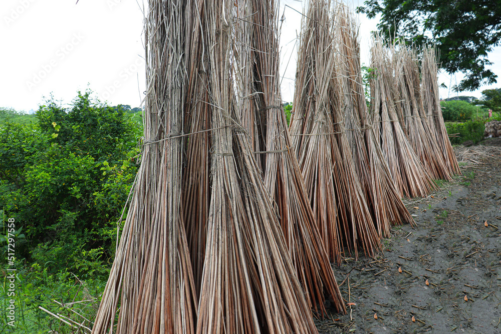jute stick bunch stock on field Stock Photo | Adobe Stock