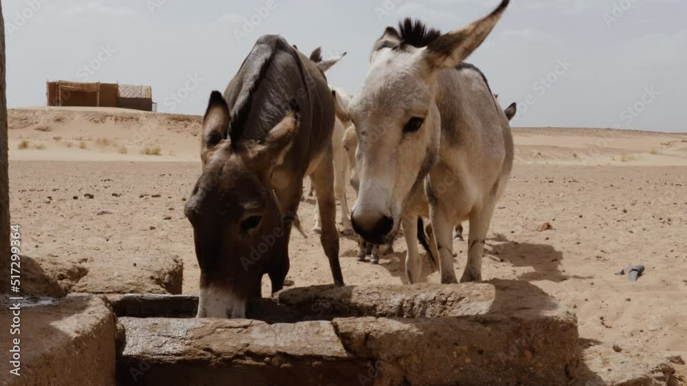 Thirsty donkeys drink water at a well in the Sahara desert of Morocco ...
