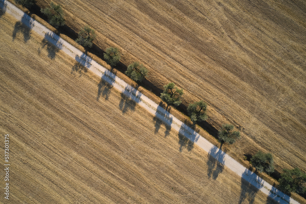 A dirt road crosses diagonally a sloping field, top view. Olive trees ...